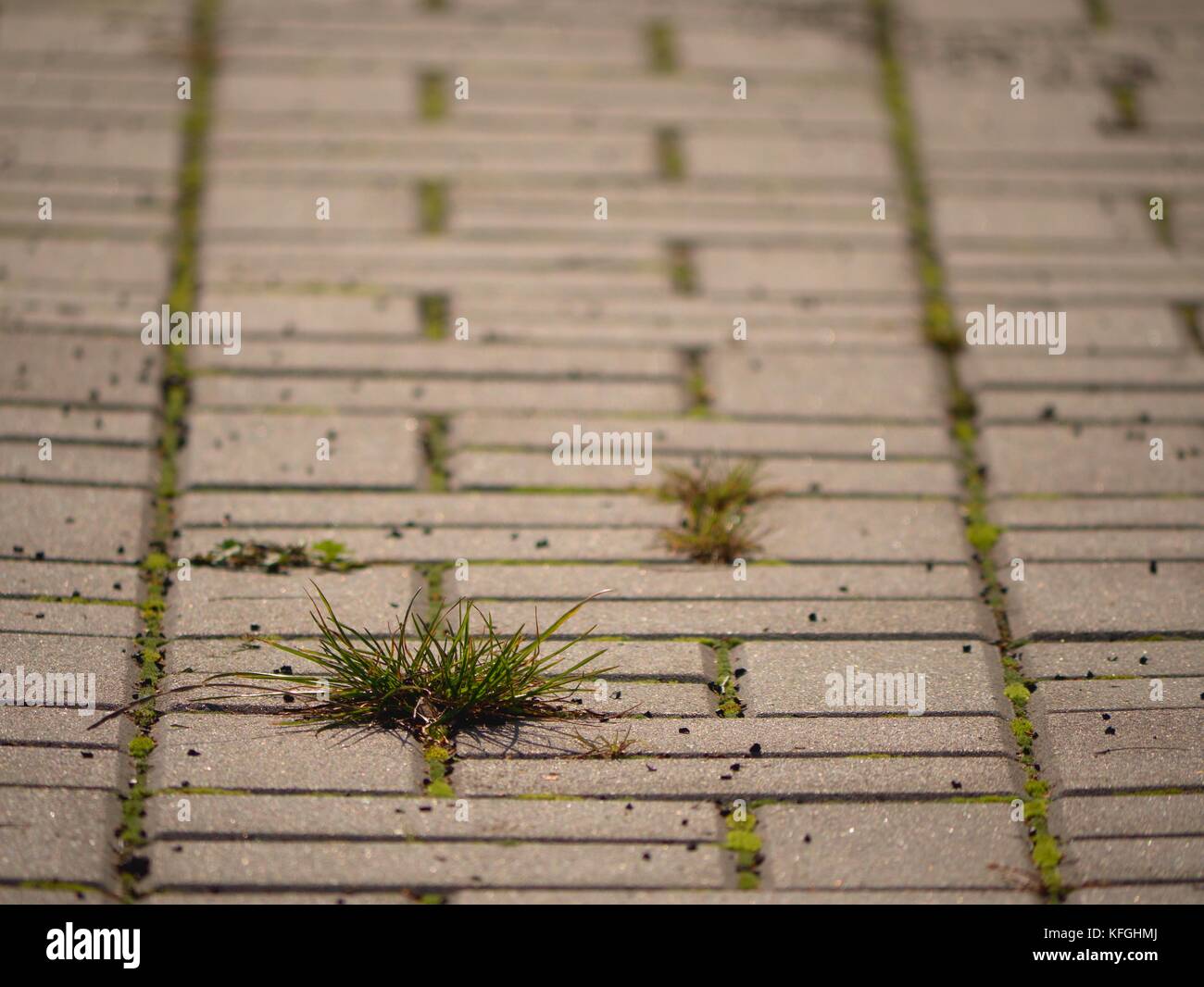 Cobblestone paving footpath with a bunch of grass, concrete cobbles ...