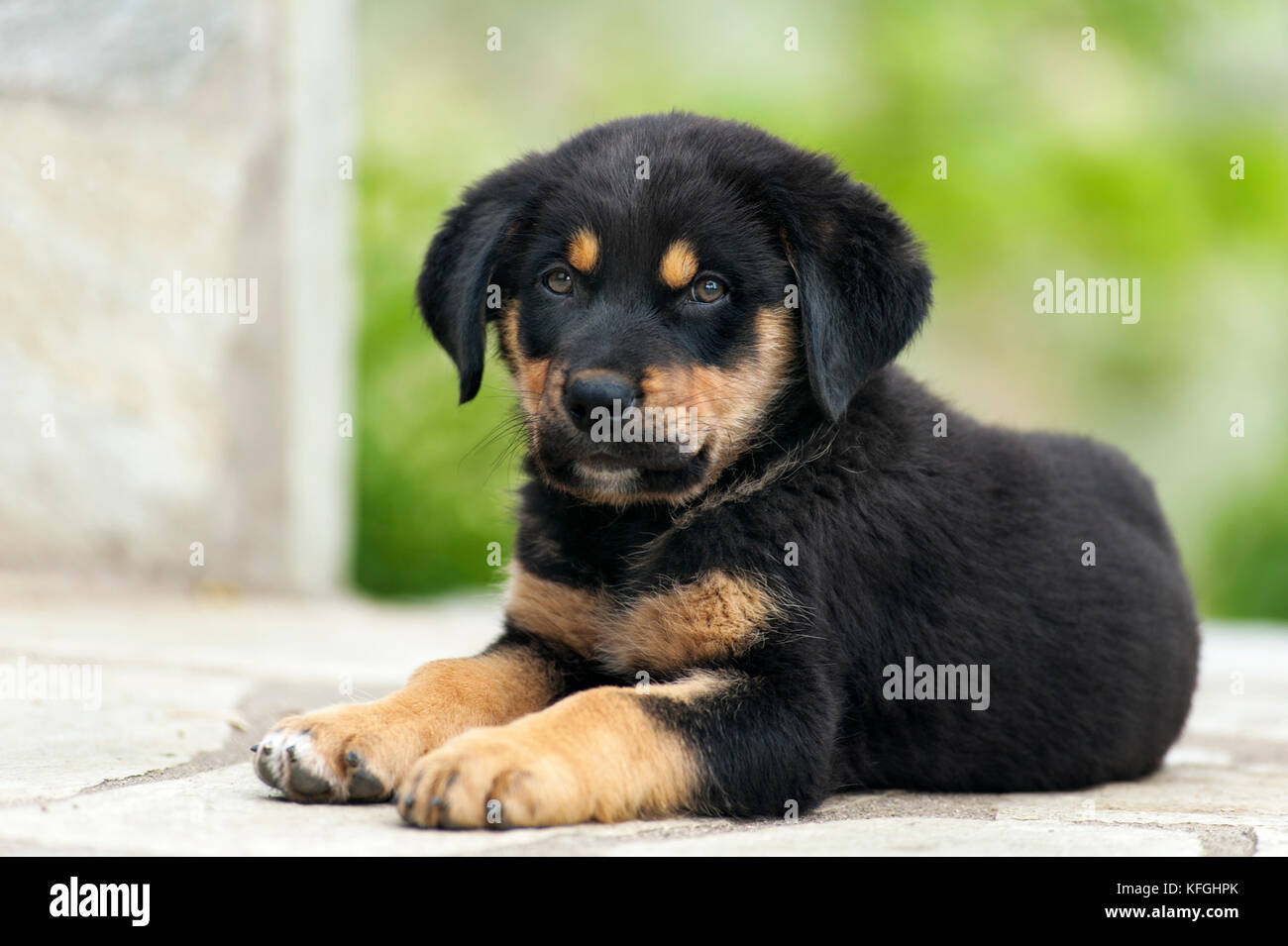 Close up rottweiler puppy hi-res stock photography and images - Alamy