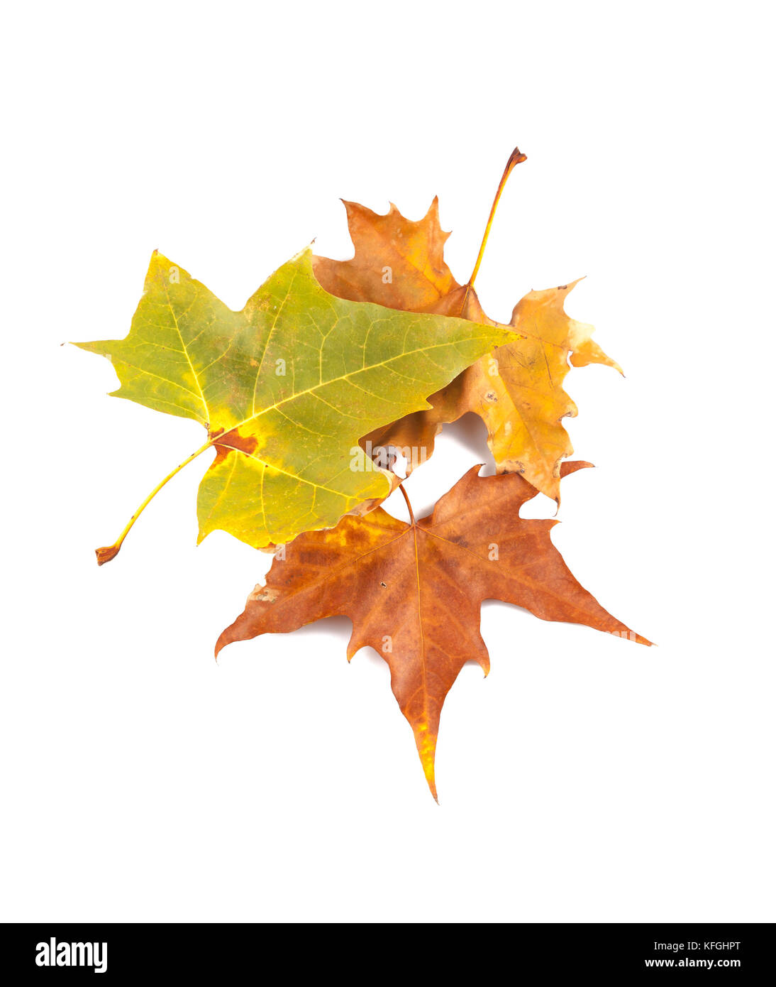 Three red maple leaves hi-res stock photography and images - Alamy