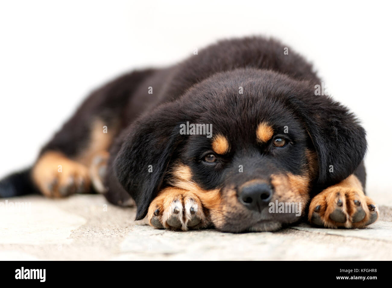 Close up rottweiler puppy hi-res stock photography and images - Alamy