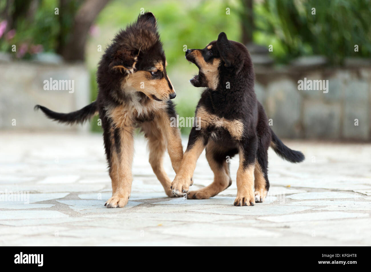 Two fighting puppies Stock Photo - Alamy