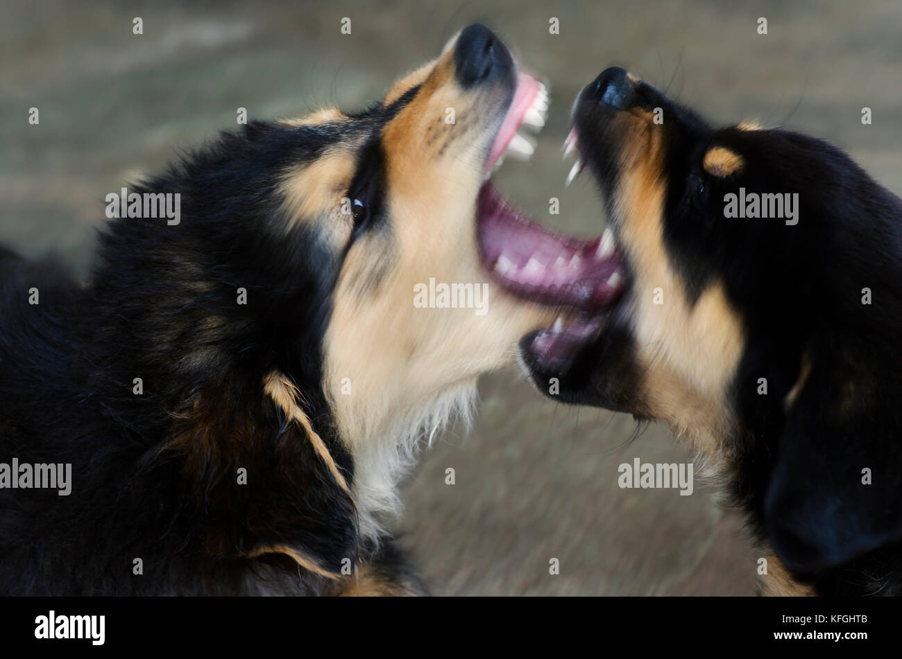 Close up fighting hi-res stock photography and images - Alamy