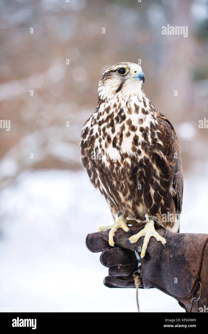 Peregrine falcon sits on hi-res stock photography and images - Alamy