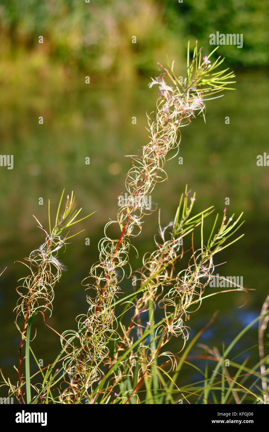 Tetraden hi-res stock photography and images - Alamy