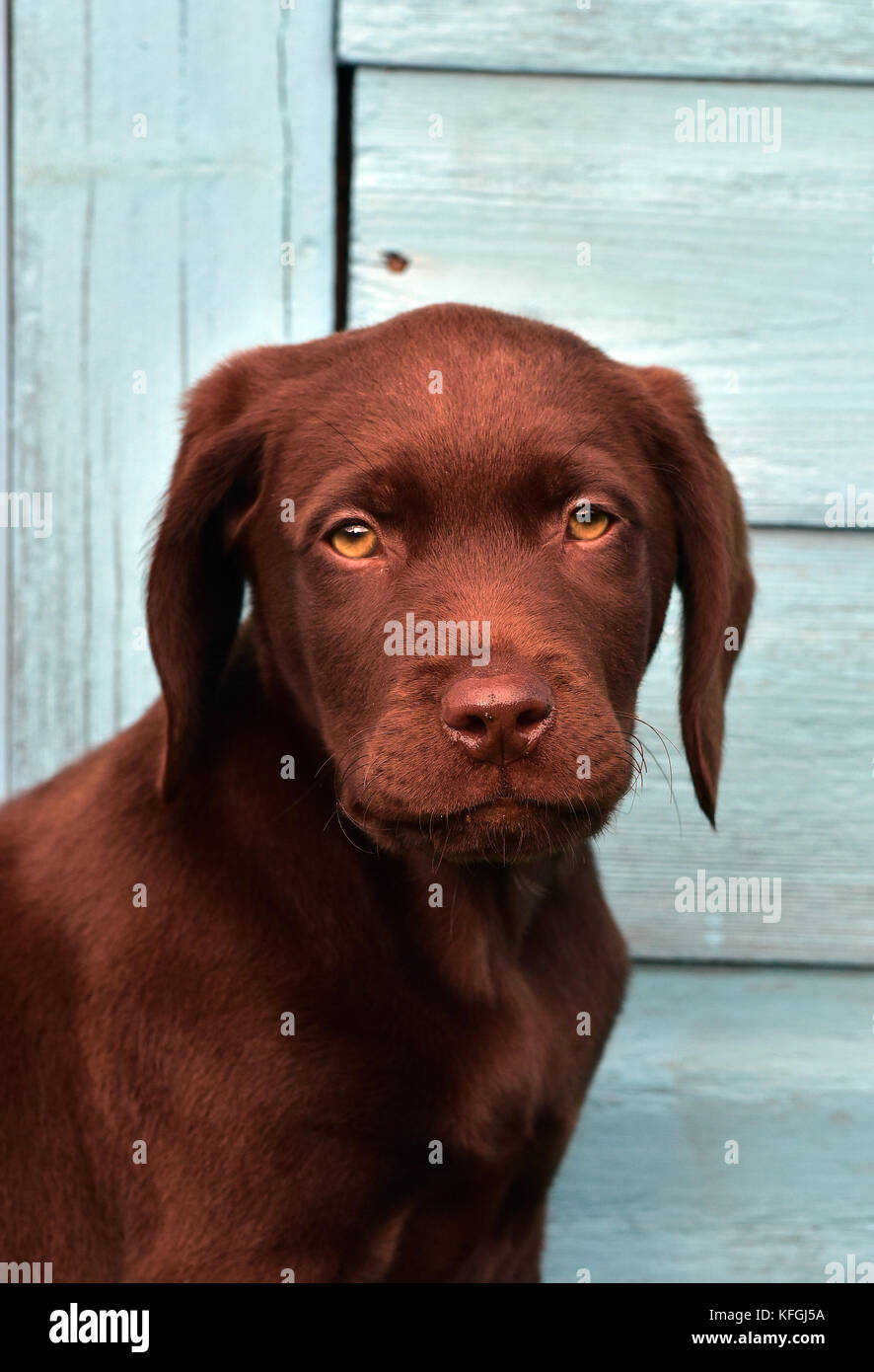 A springador or labradinger puppy cross between a. Labrador and a ...