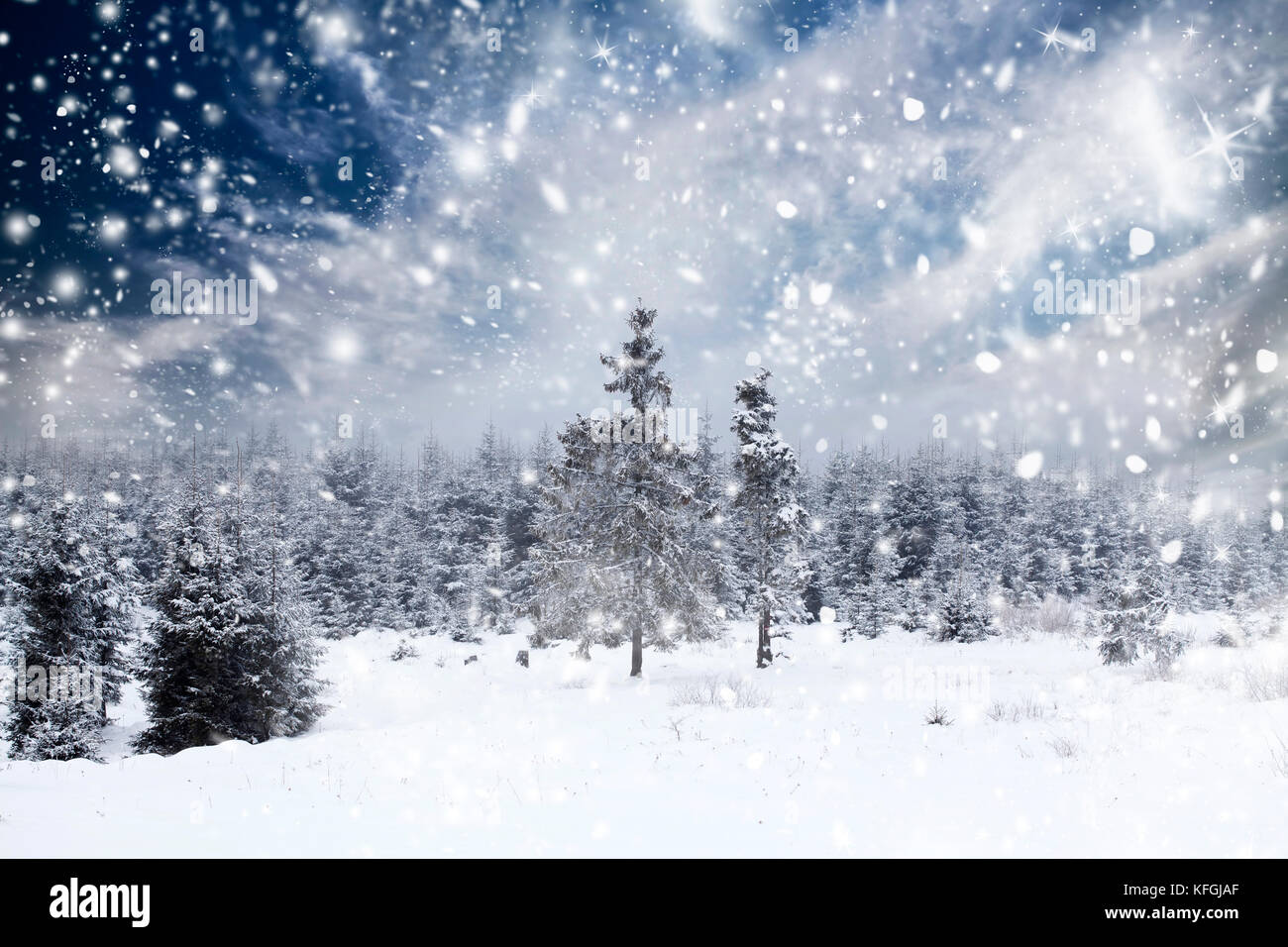 Snow covered pine trees in the high mountains Stock Photo - Alamy