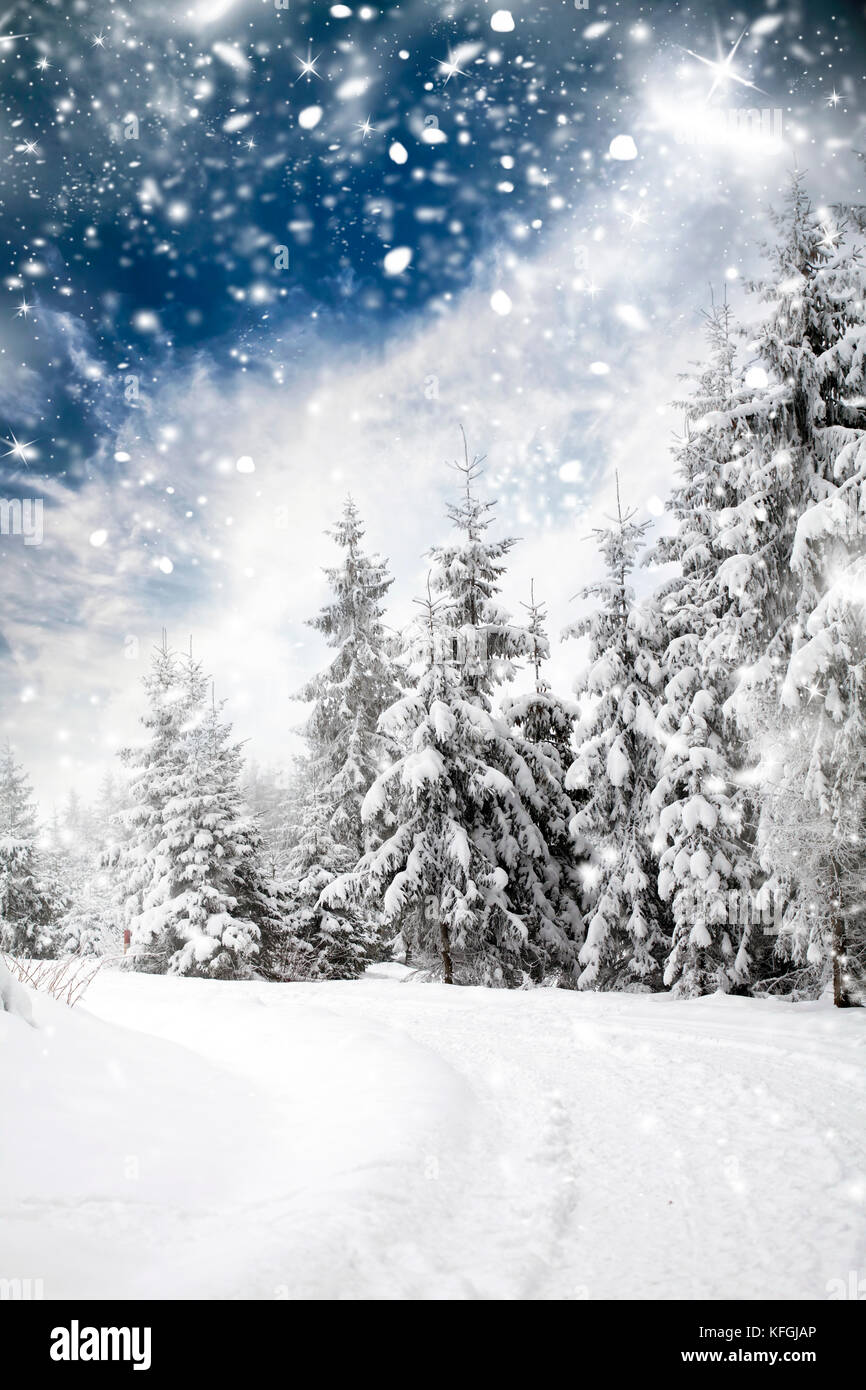Snow covered pine trees in the high mountains Stock Photo - Alamy