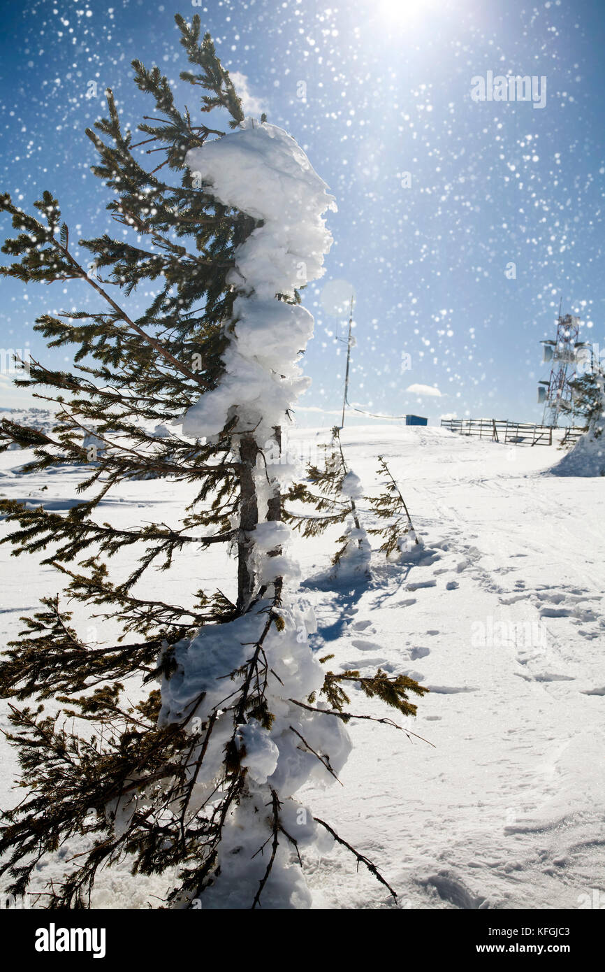 Snow covered pine trees in the high mountains Stock Photo - Alamy