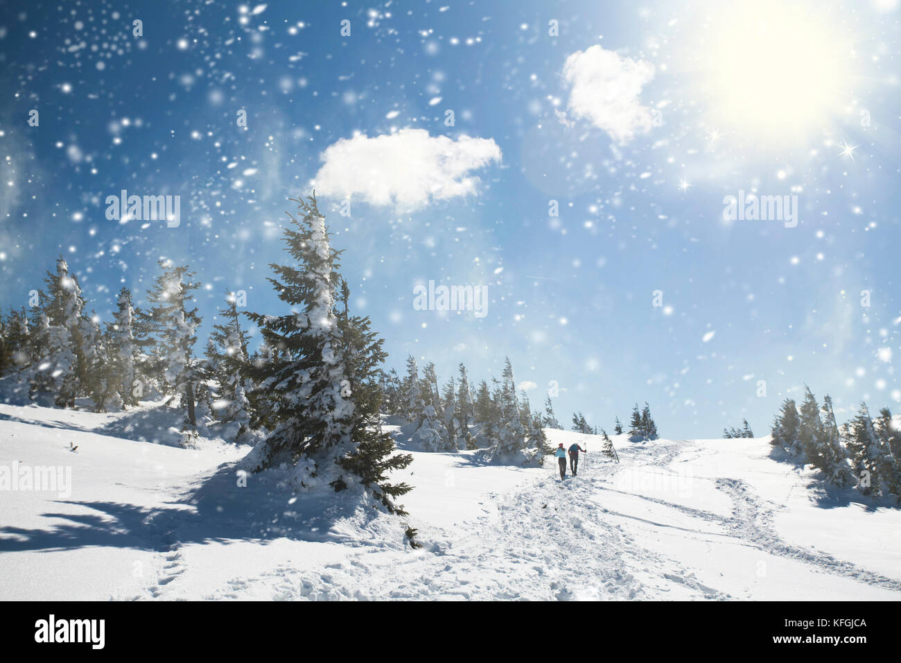 Snow covered pine trees in the high mountains Stock Photo - Alamy
