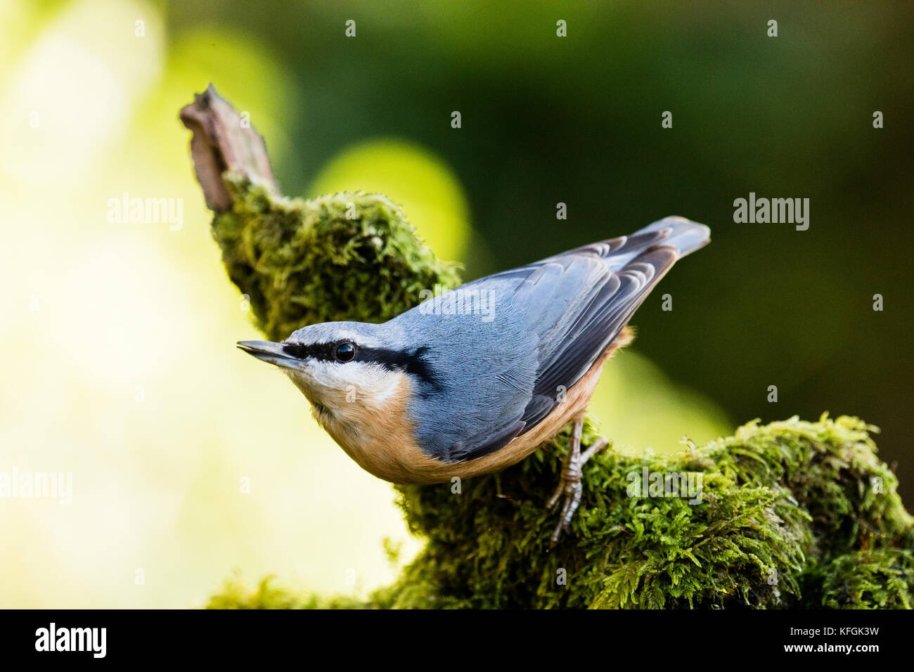 European nuthatch foraging in autumn Stock Photo - Alamy