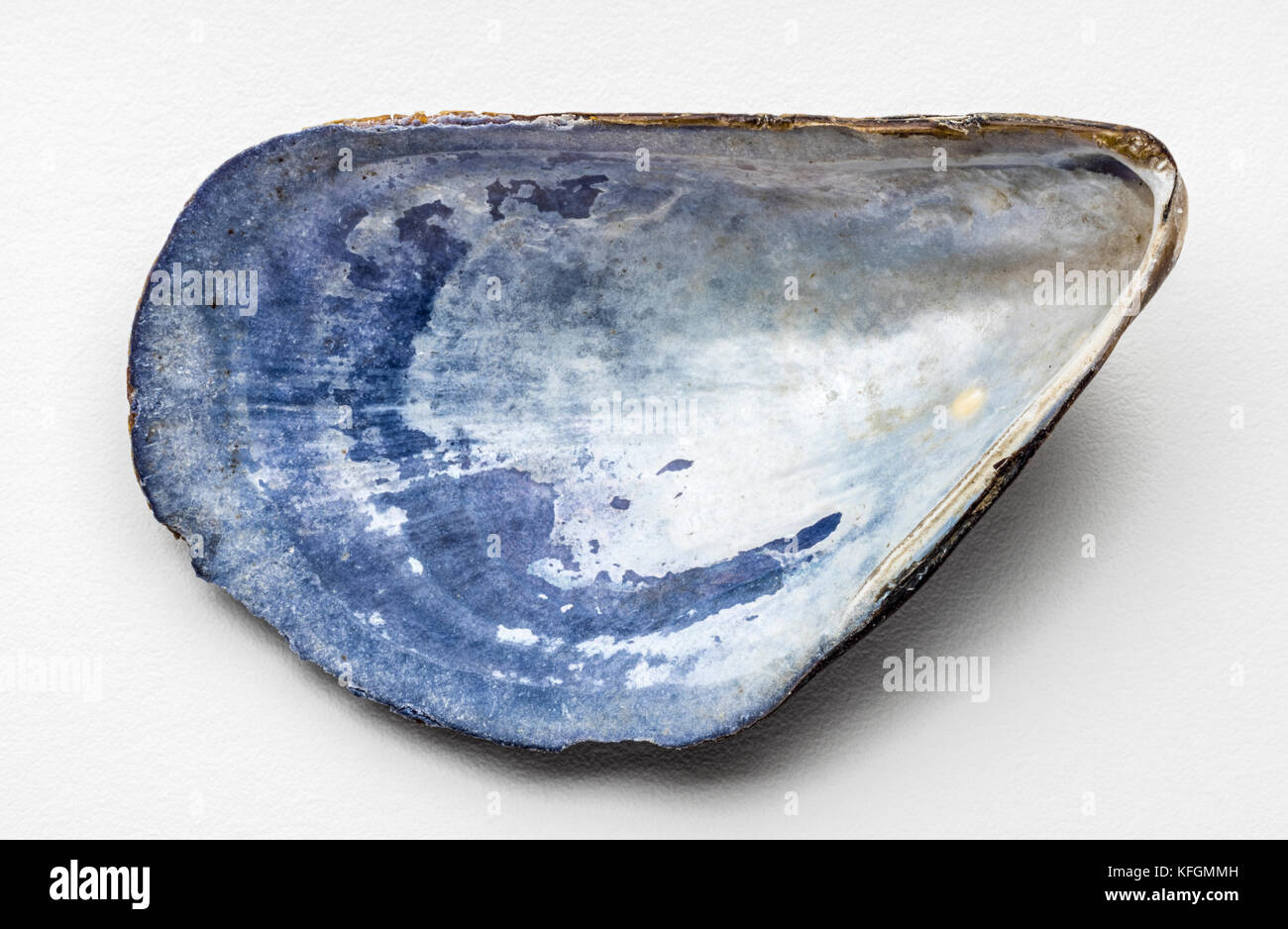 Mussel Shell Hammonasset Beach State Park Madison, Connecticut, USA ...