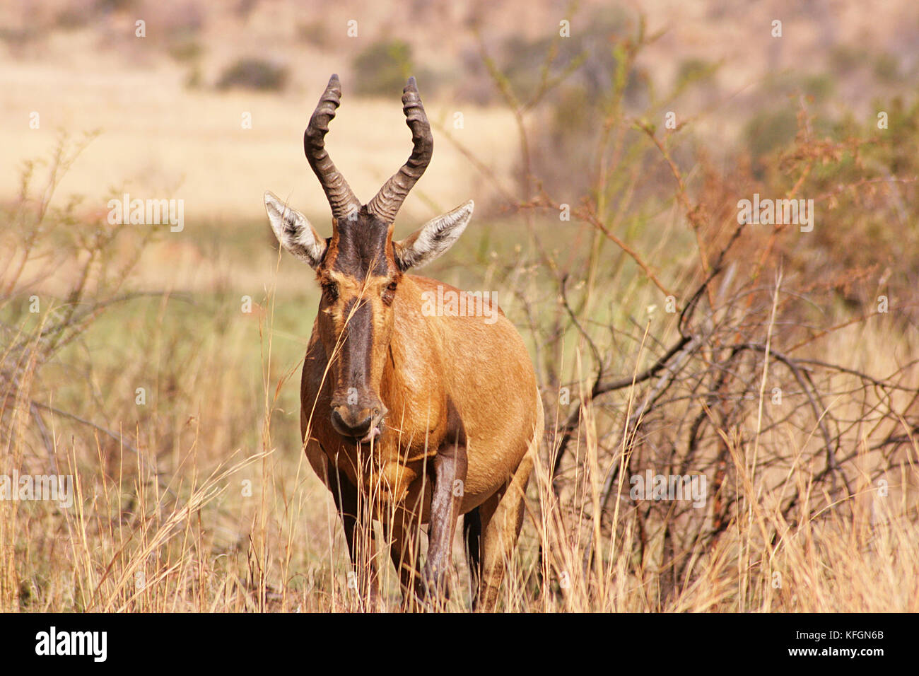 Tsessebe Antelope