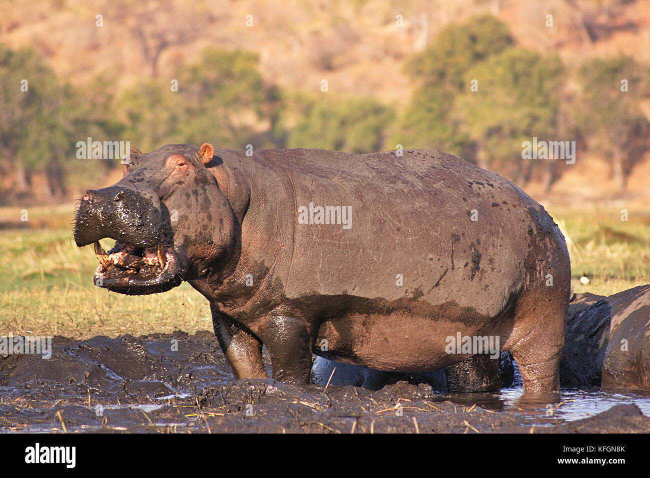 Mud hippo hippopotamus hi-res stock photography and images - Alamy