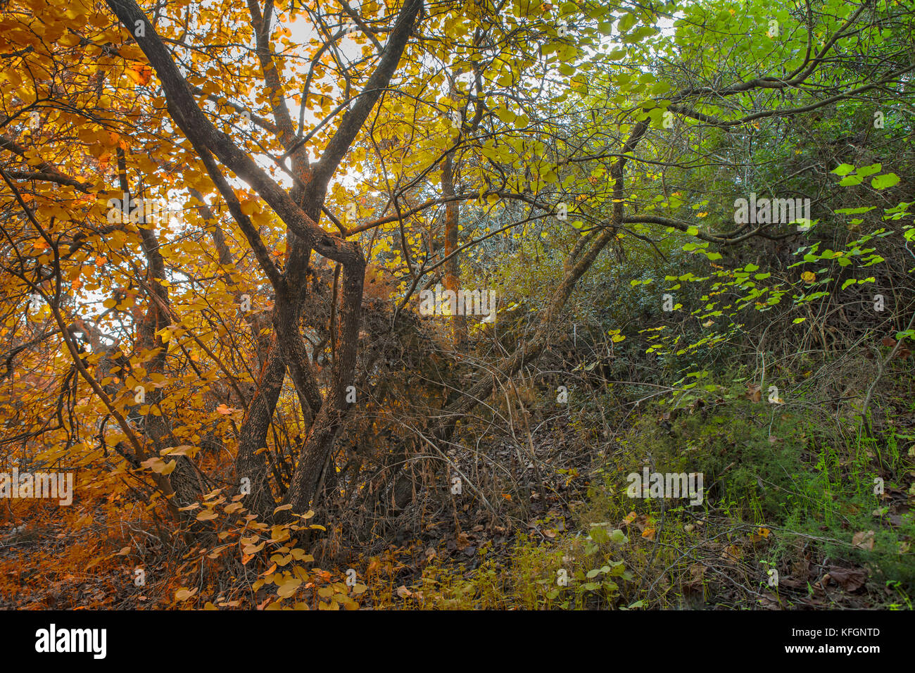 A lone tree encircled in colours of spring and fall Stock Photo - Alamy