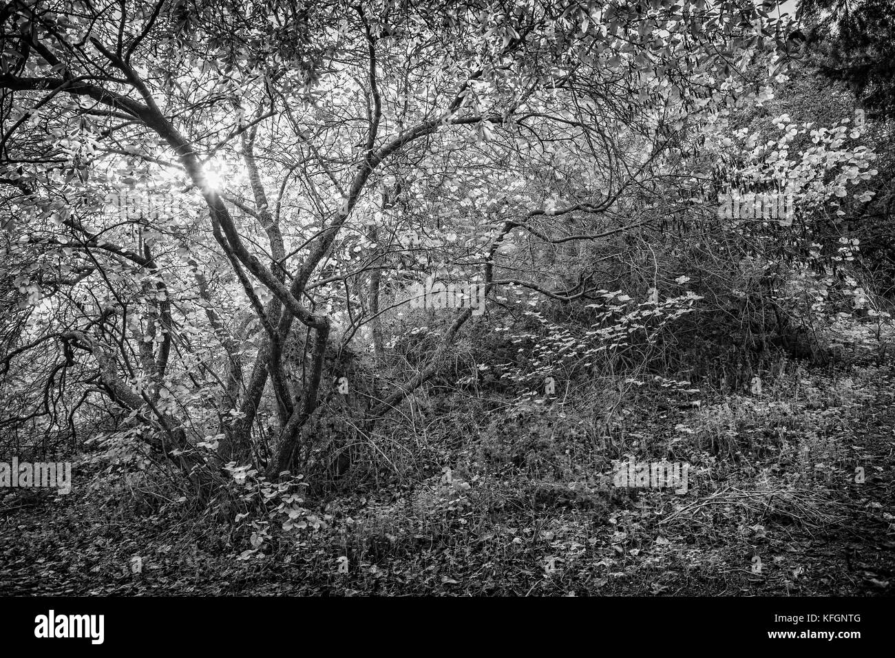 Monochrome image showing a lone tree entwined in bushes and undergrowth ...