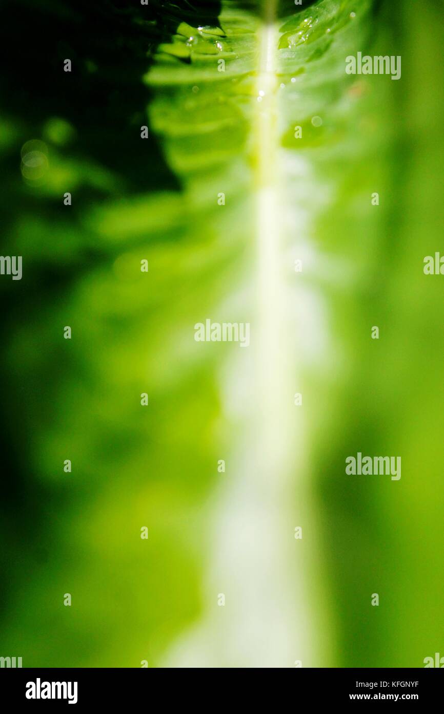 green leaves background for spring Stock Photo - Alamy