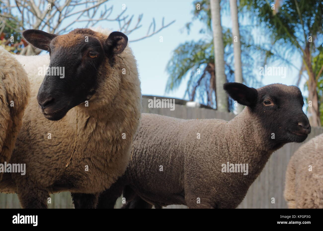 Suffolk sheep ram hi-res stock photography and images - Alamy
