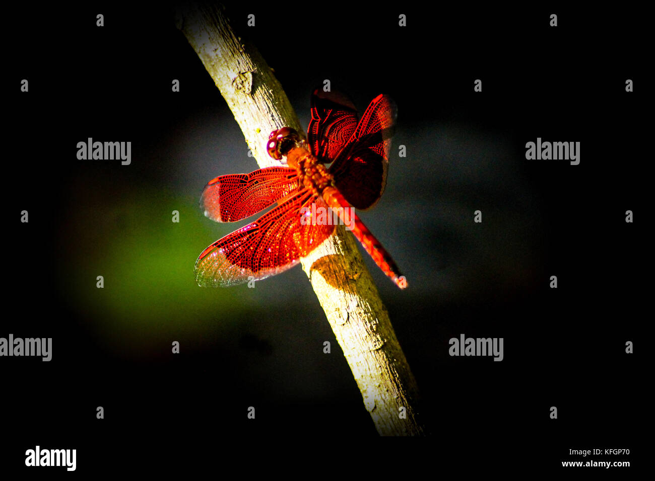 Red color insect hi-res stock photography and images - Alamy