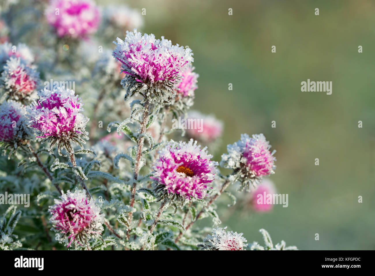 Frozen flowers hi-res stock photography and images - Alamy