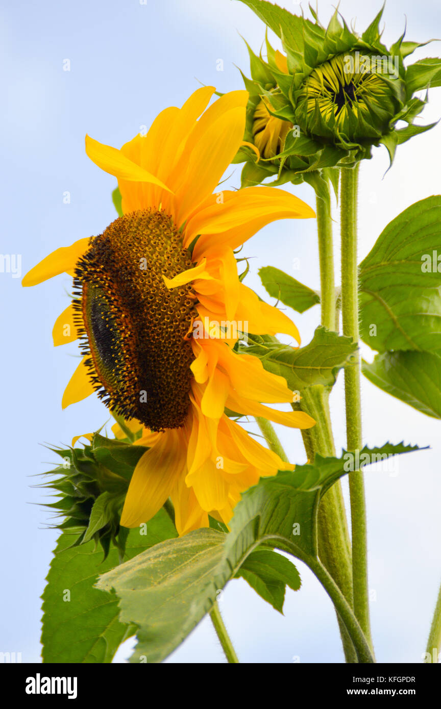Sunflowers starting to bloom Stock Photo - Alamy