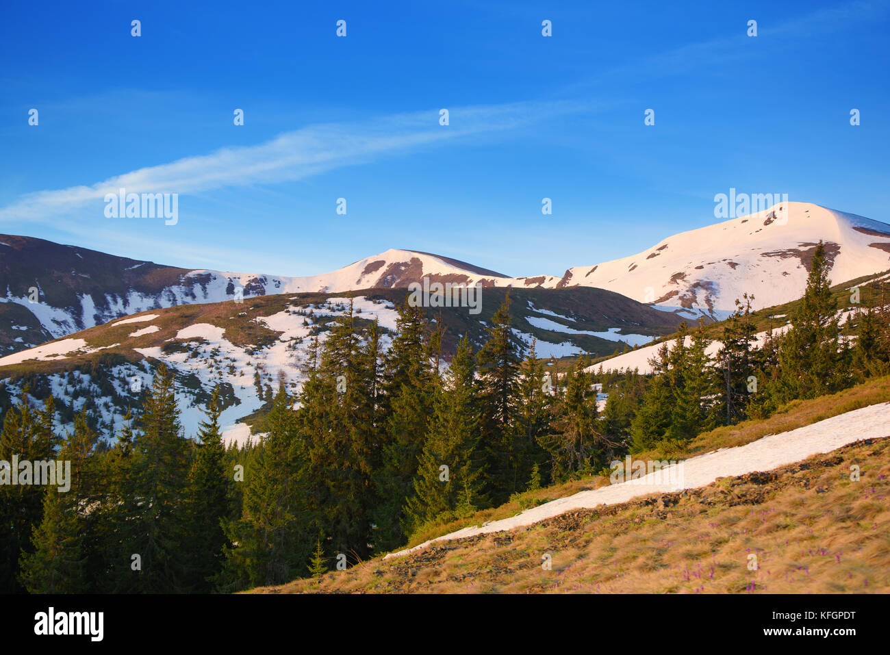 Spring mountain landscape with snow and fir forest. Dramatic clouds ...