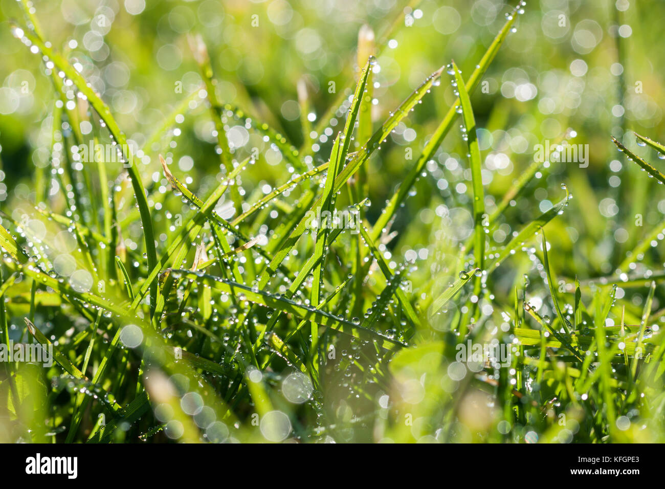 Grass With Dew Backgrounds