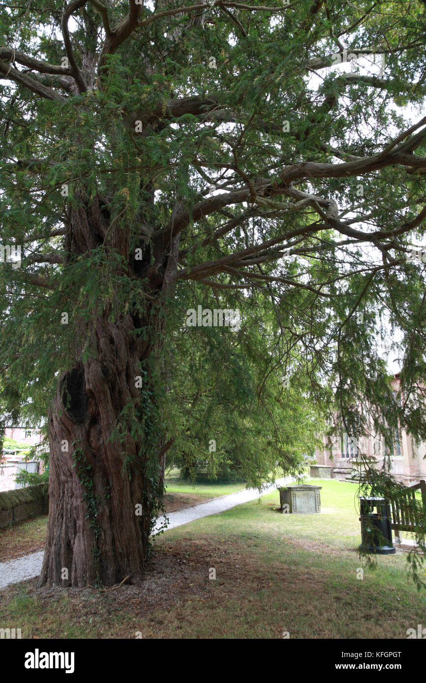 One of the 21 ancient yew trees in St Mary’s churchyard, Overton-on-Dee ...