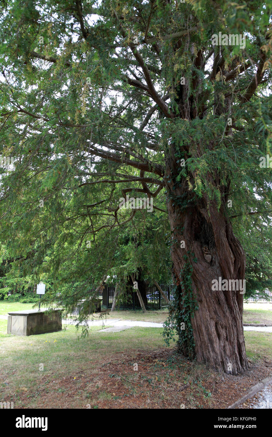 Ancient Yew Trees Uk High Resolution Stock Photography and Images - Alamy