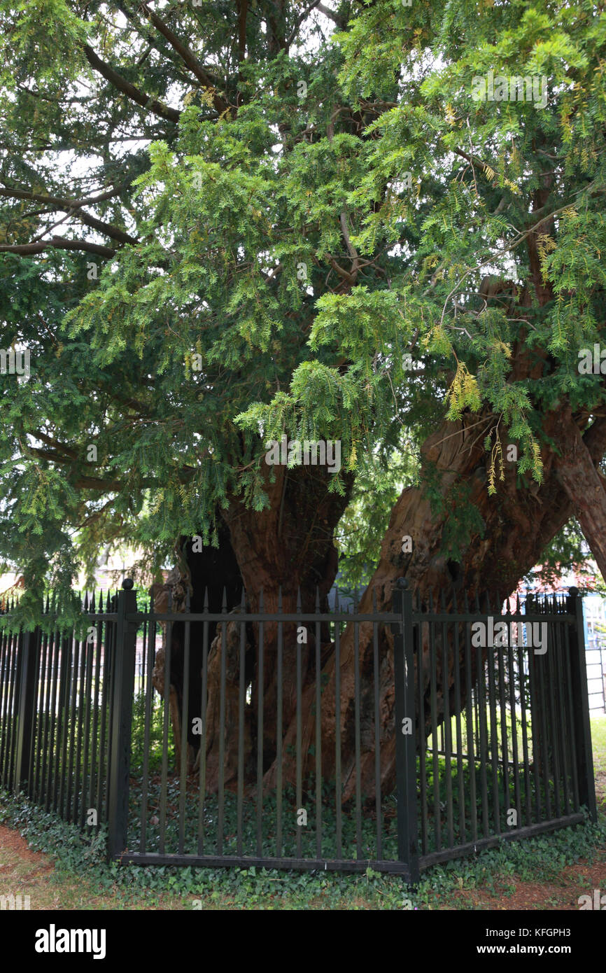 One of the 21 ancient yew trees in St Mary’s churchyard, Overton-on-Dee ...