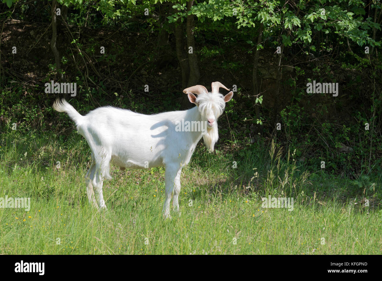 Goat from Dalmatia, Croatia Stock Photo - Alamy