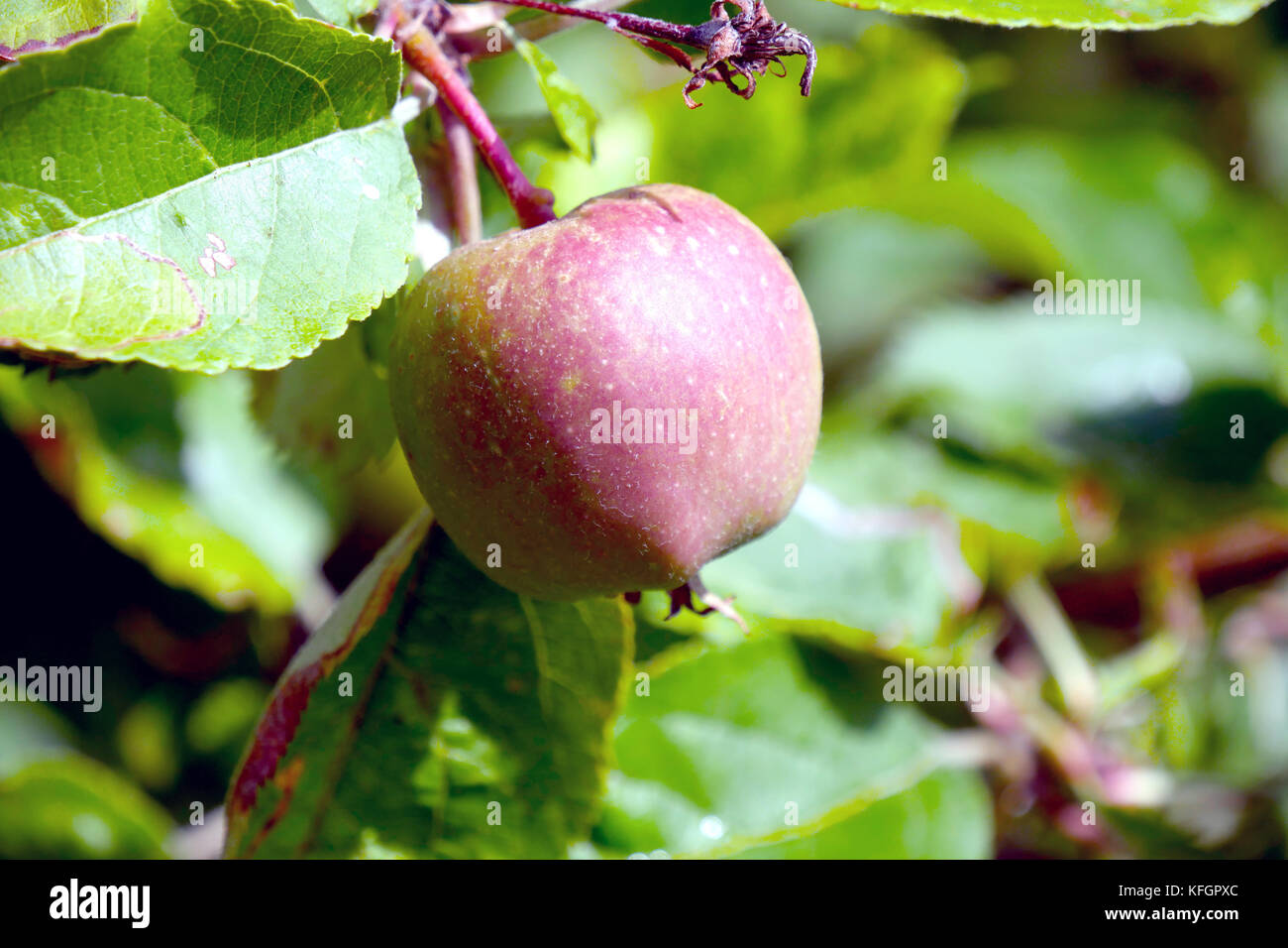 a red apple growing on tree Stock Photo - Alamy