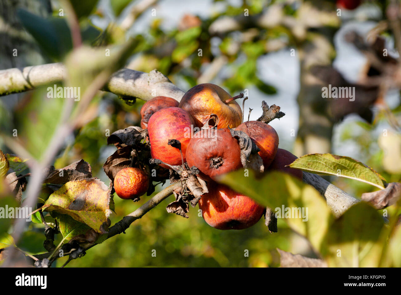 Rotting apples on branch hi-res stock photography and images - Alamy