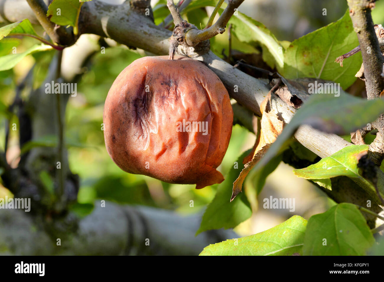 Rotting apples on branch hi-res stock photography and images - Alamy