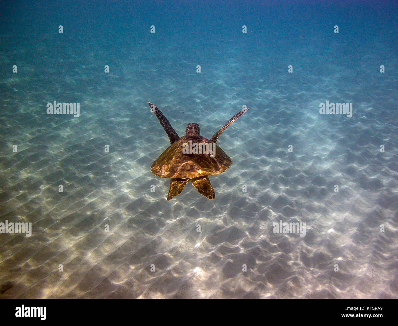 green sea turtle,Chelonia mydas, also known as the green turtle, black ...