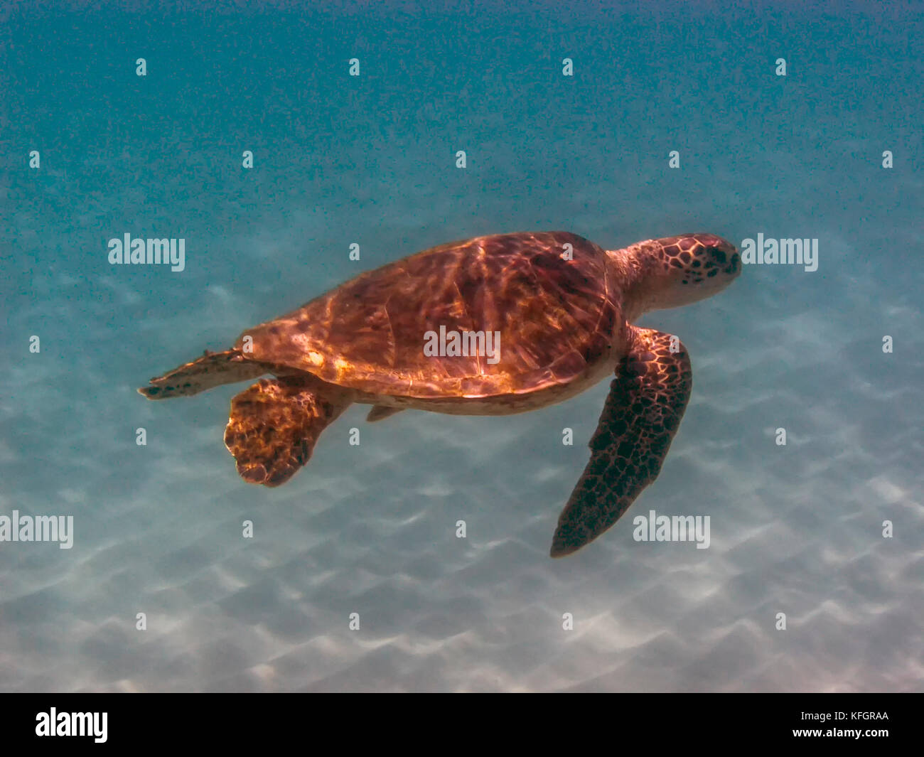 green sea turtle,Chelonia mydas, also known as the green turtle, black ...