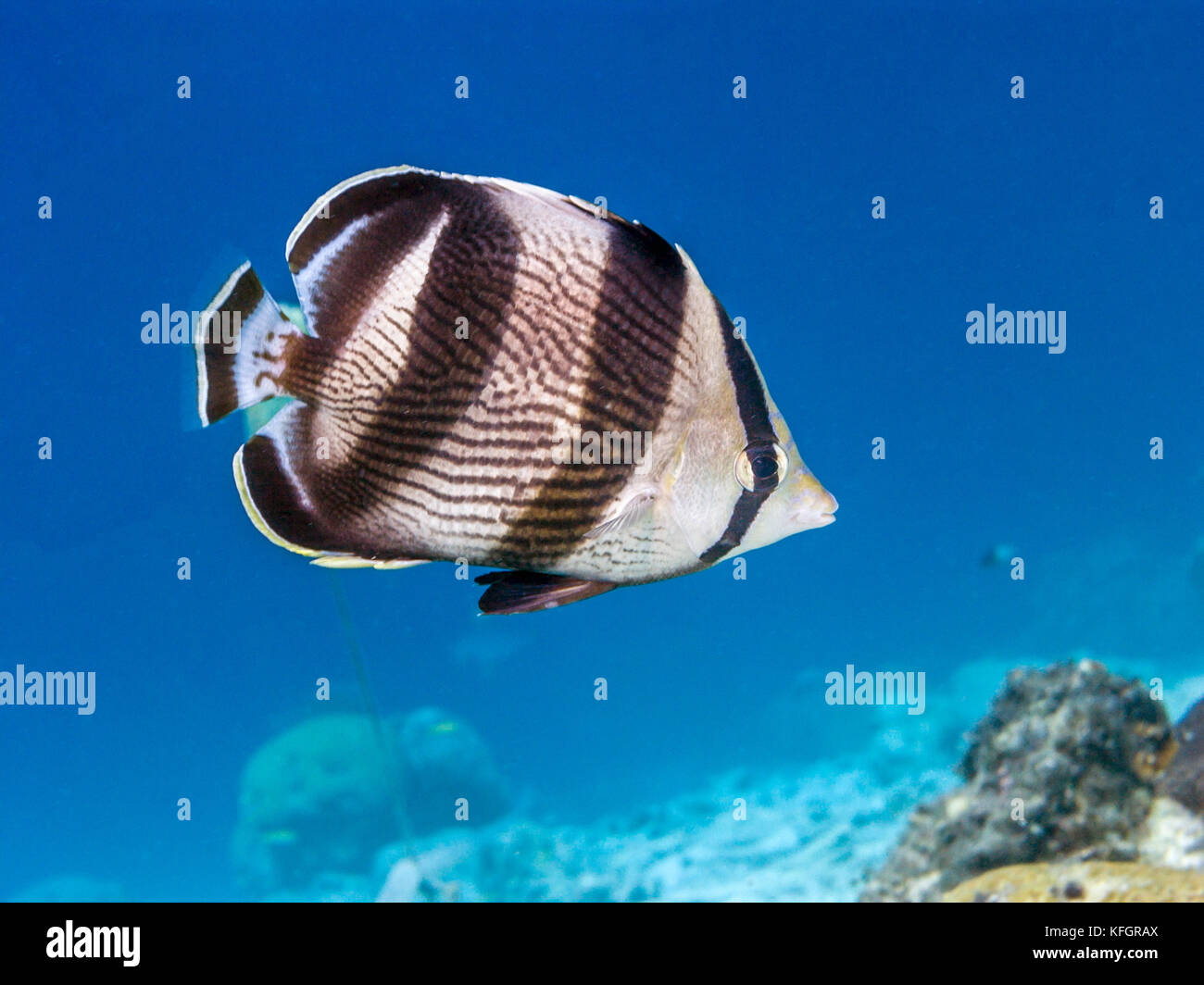 Banded butterflyfish hi-res stock photography and images - Alamy