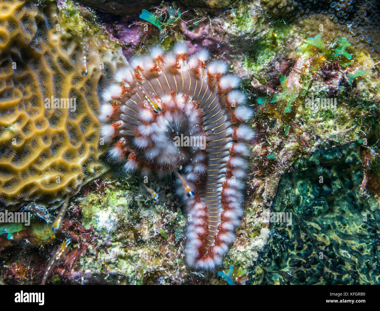 bearded fireworm, Hermodice carunculata, is a type of marine ...