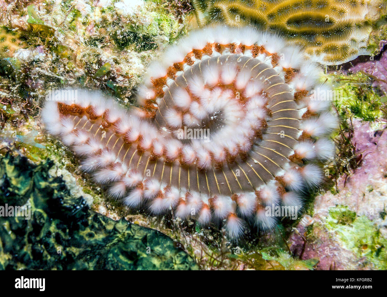 bearded fireworm, Hermodice carunculata, is a type of marine ...