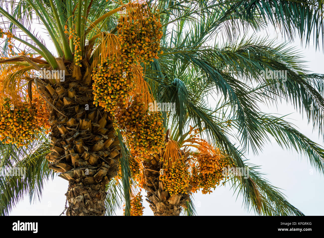 Clusters of ripe dates on a Date Palm Stock Photo - Alamy