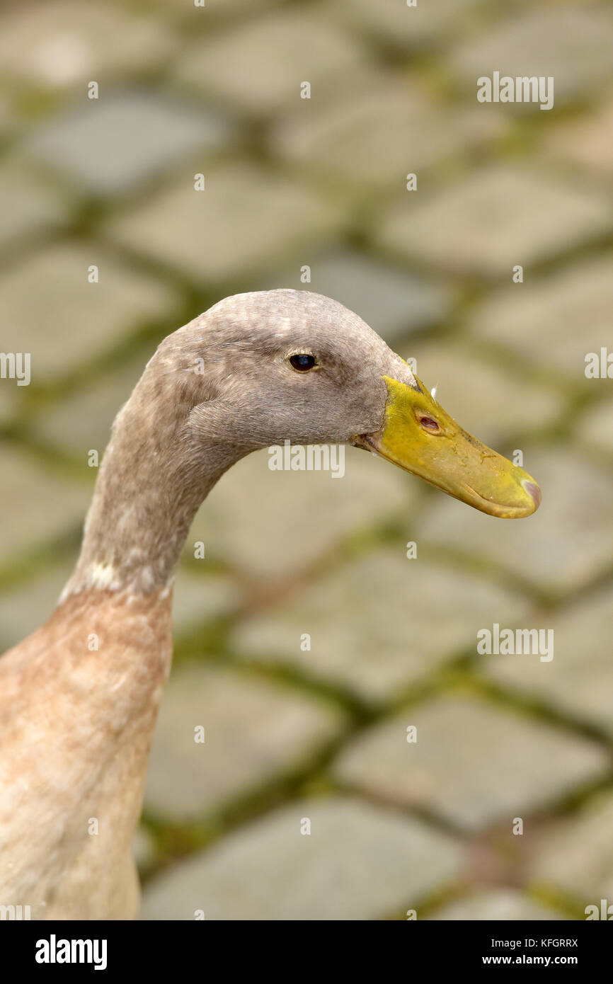 An Indian runner duck head and shoulders shot at pinetum gardens near ...