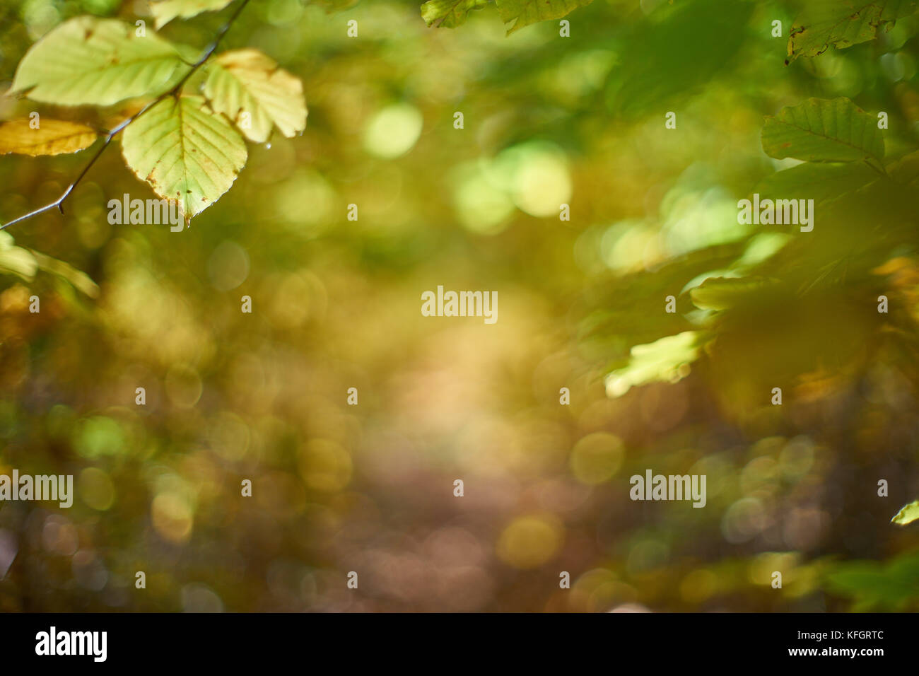 Bright luminous bright colors of autumn in the October, sunny morning ...