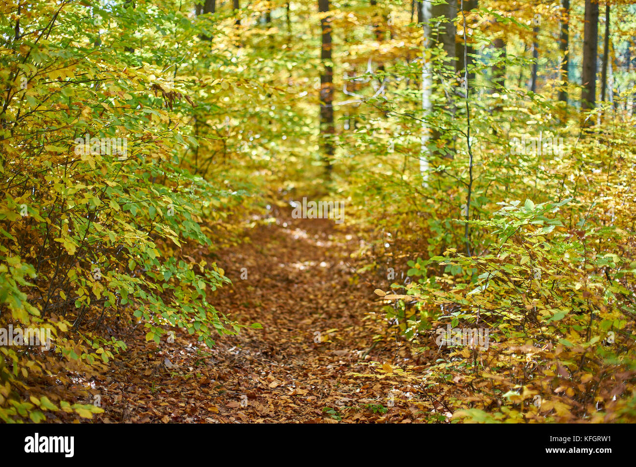 Bright luminous bright colors of autumn in the October, sunny morning ...