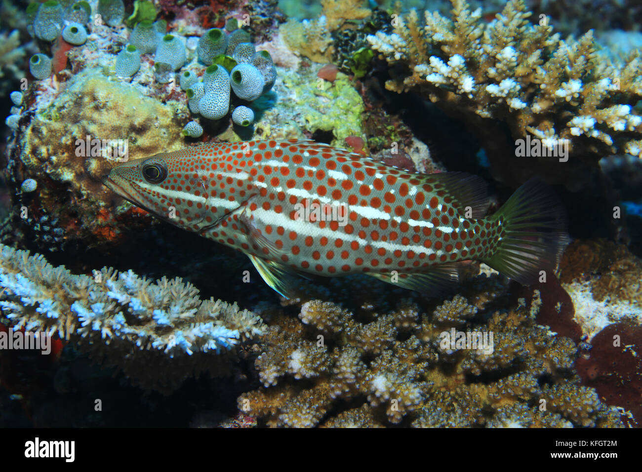 Slender grouper fish (Anyperodon leucogrammicus) in the tropical coral ...