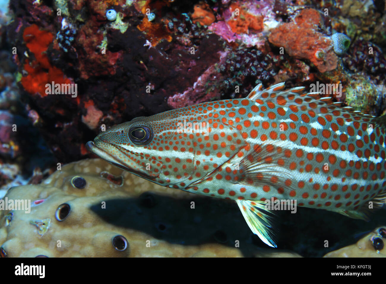 Slender grouper fish (Anyperodon leucogrammicus) in the tropical coral ...