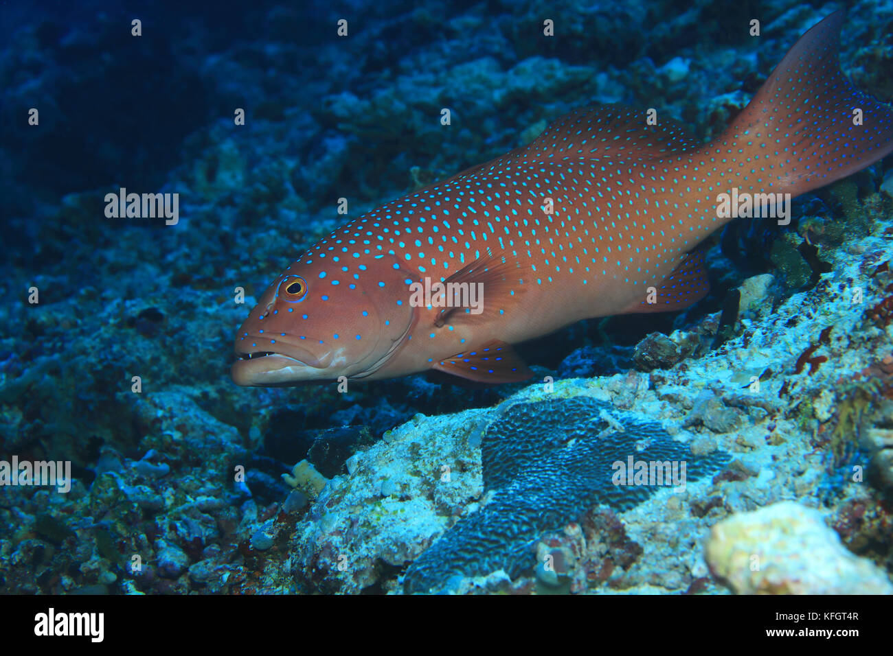 Roving coralgrouper fish (Plectropomus pessuliferus) underwater in the ...
