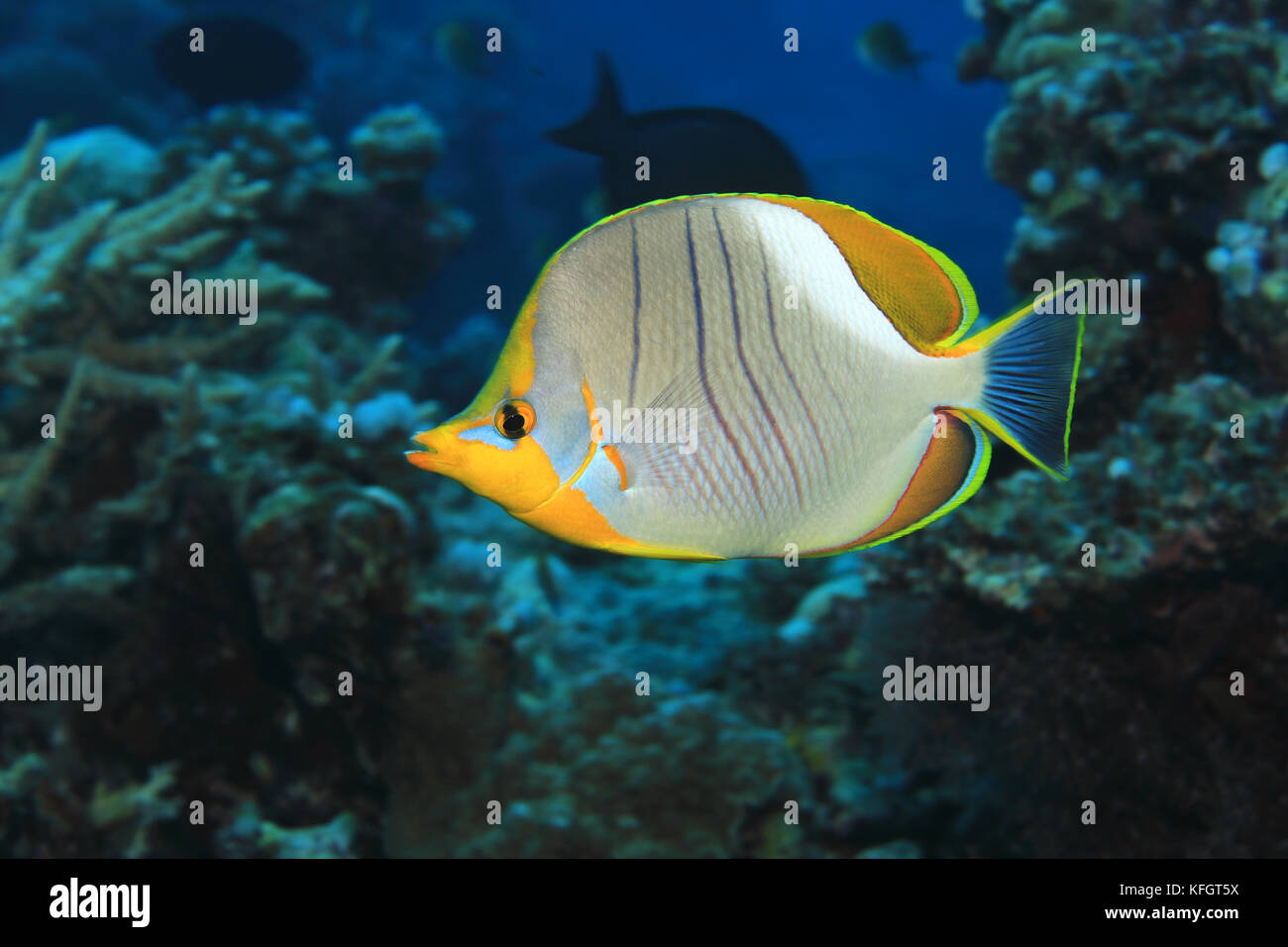 Butterfly Fish Tropical Butterflyfish Wikipedia