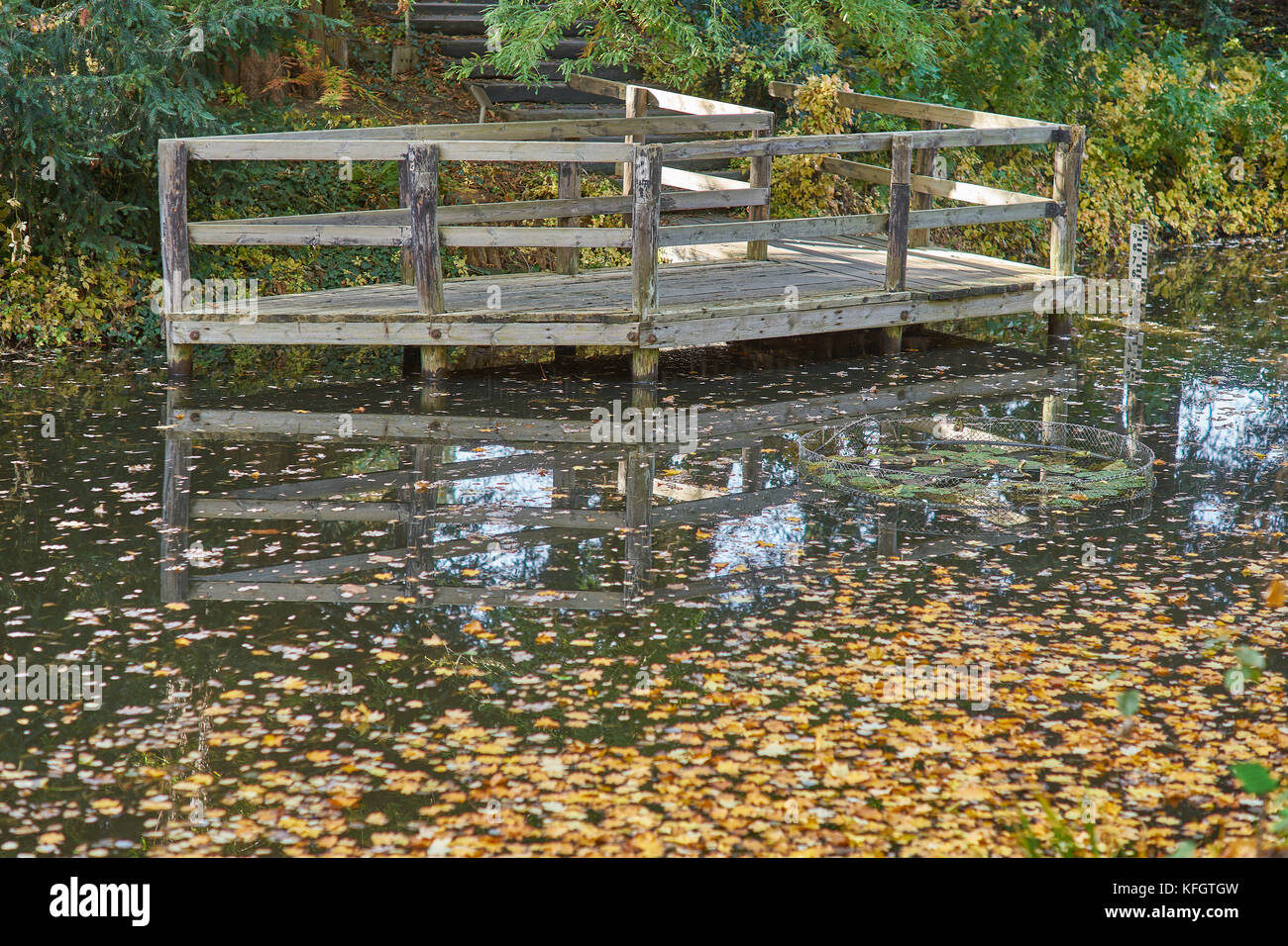 Wooden platform on the water covered with fallen autumn leaves ...