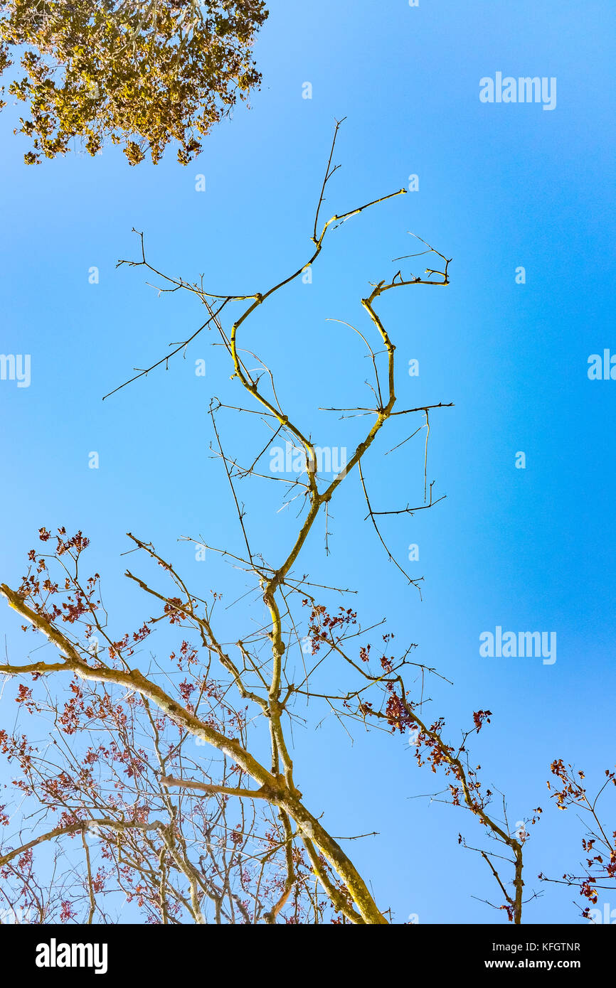 Looking up at a tree Stock Photo - Alamy