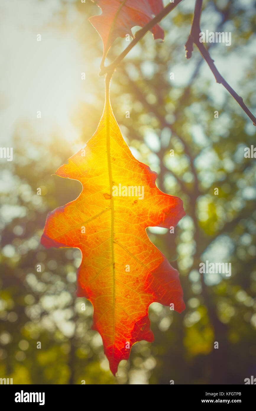 Oak tree leaves in the sunshine Stock Photo - Alamy