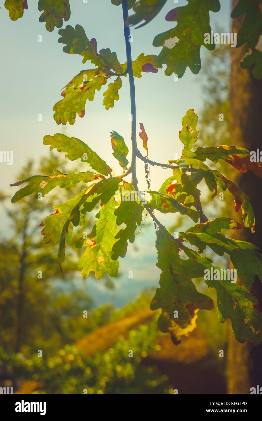 Oak tree leaves in the sunshine Stock Photo - Alamy